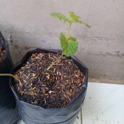 Panduan Praktis Cara Menanam Tanaman Mint dari Batang | BlogIDN.com