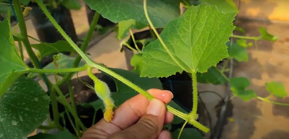 Panduan Cara menanam Melon menggunakan sistem Hidroponik | BlogIDN.com